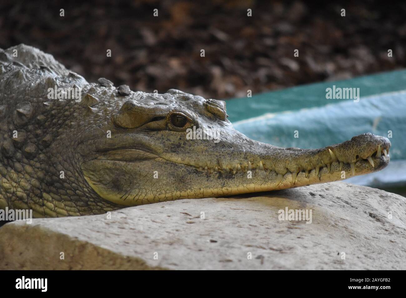 Slender snouted crocodile hi-res stock photography and images - Alamy