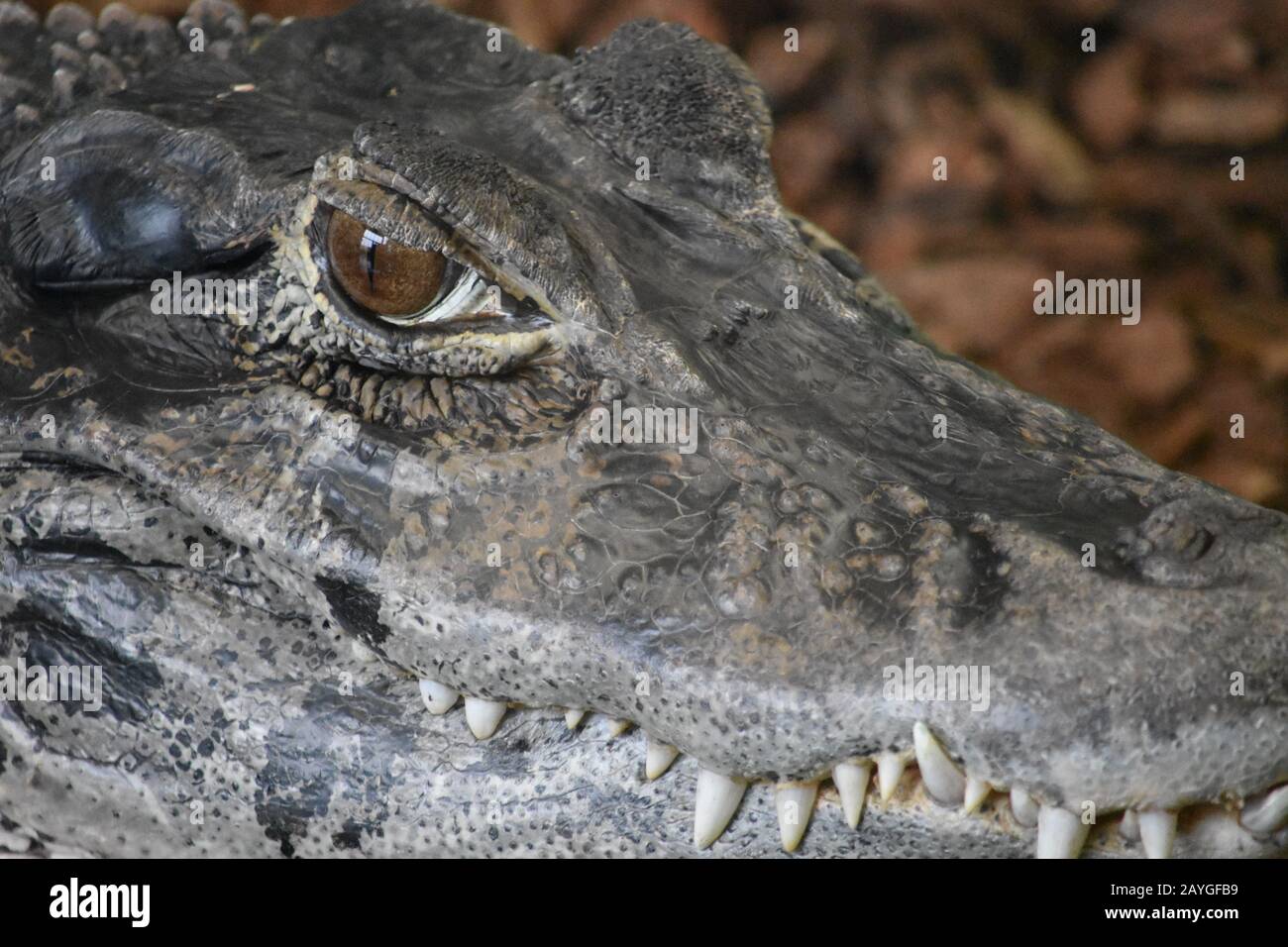 Black caiman hi-res stock photography and images - Alamy