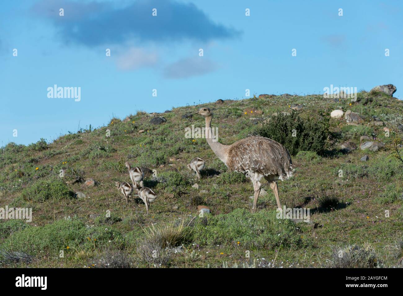 Rhea pennata lesser rhea rhea patagonia chile del paine bird hi-res ...