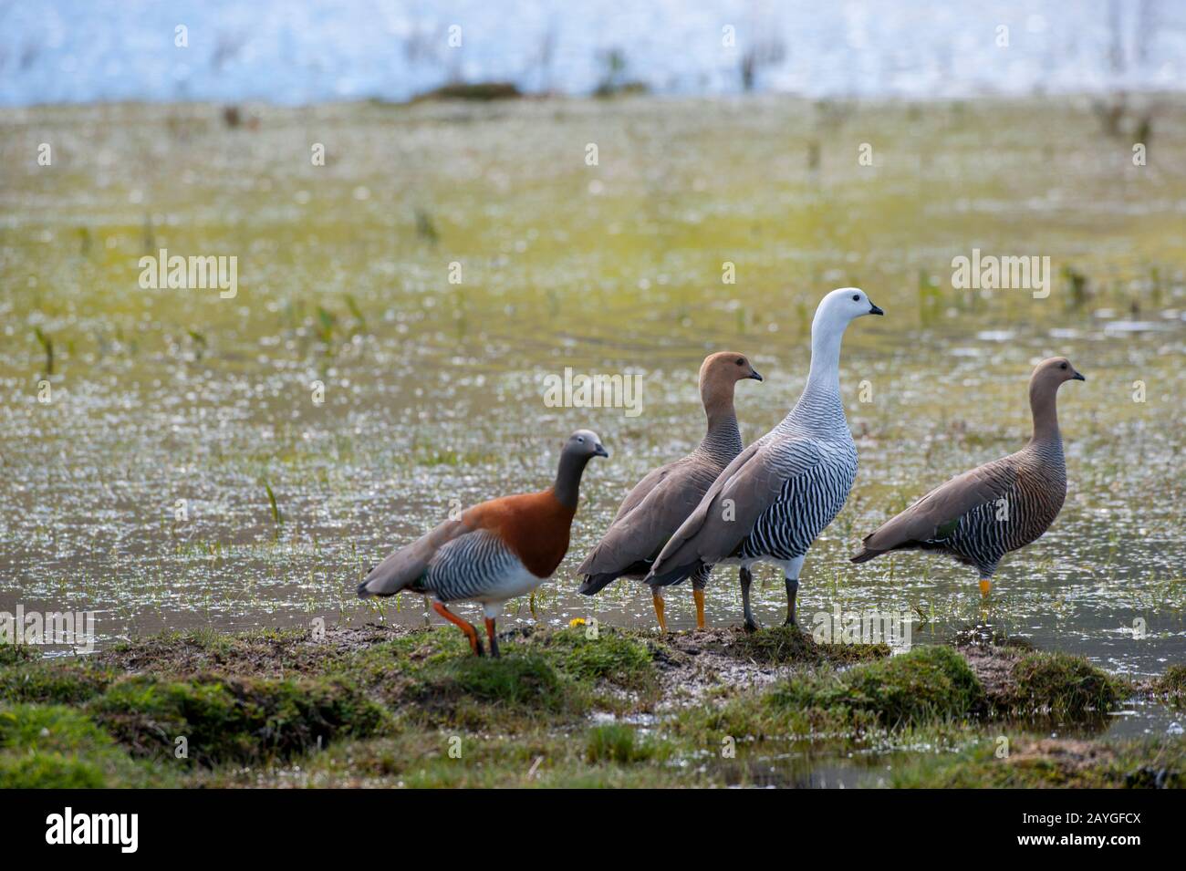 Ashy-headed goose (Chloephaga poliocephala) and Upland geese ...