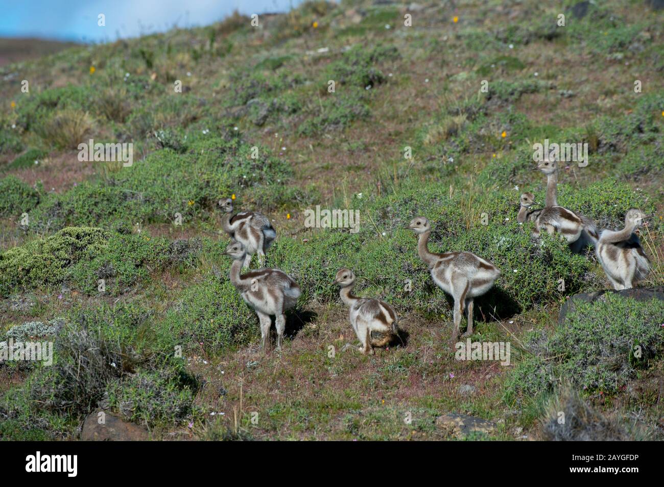 Darwin's Rhea (Rhea pennata) chicks in Torres del Paine National Park ...