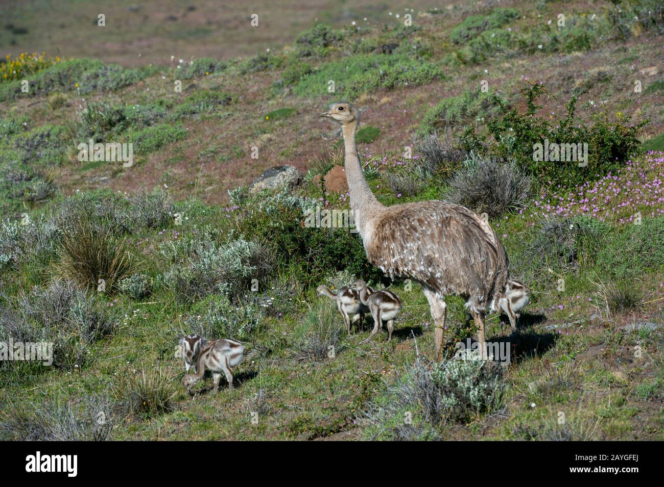 Darwin's Rhea (Rhea pennata) male with chicks in Torres del Paine ...