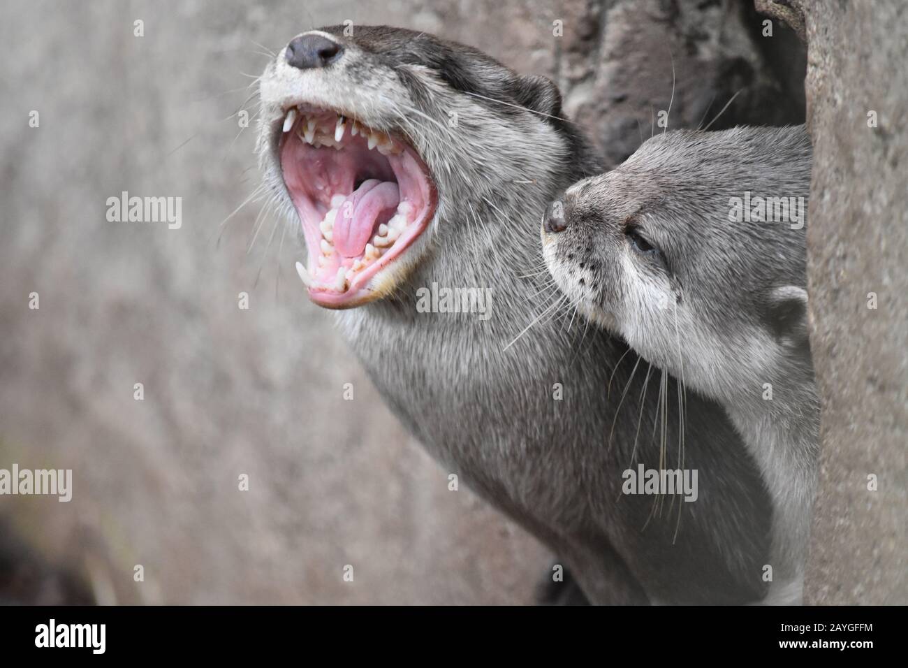 Dry otters hi-res stock photography and images - Alamy