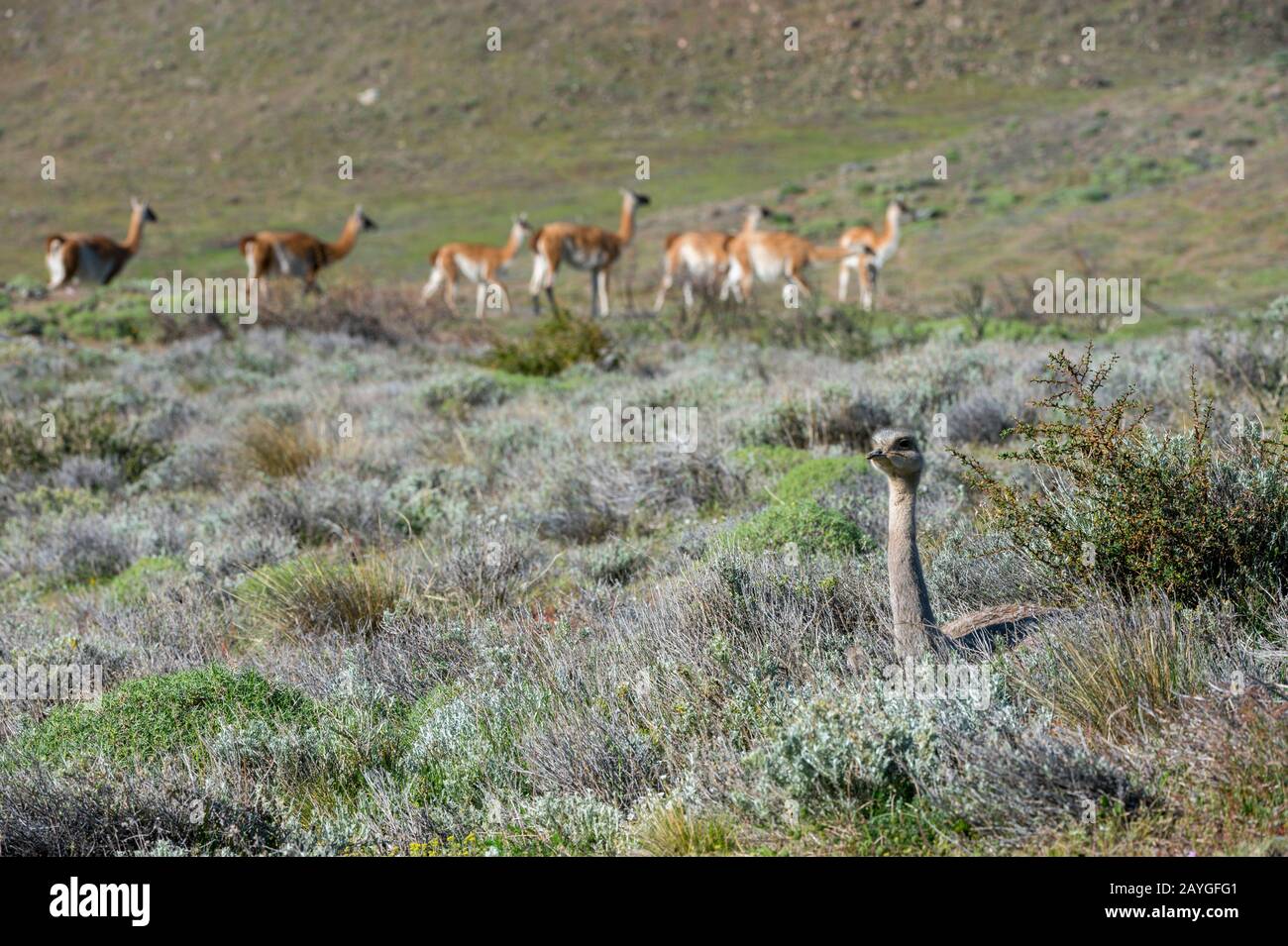 Darwin's Rhea (Rhea pennata) male resting in Torres del Paine National ...