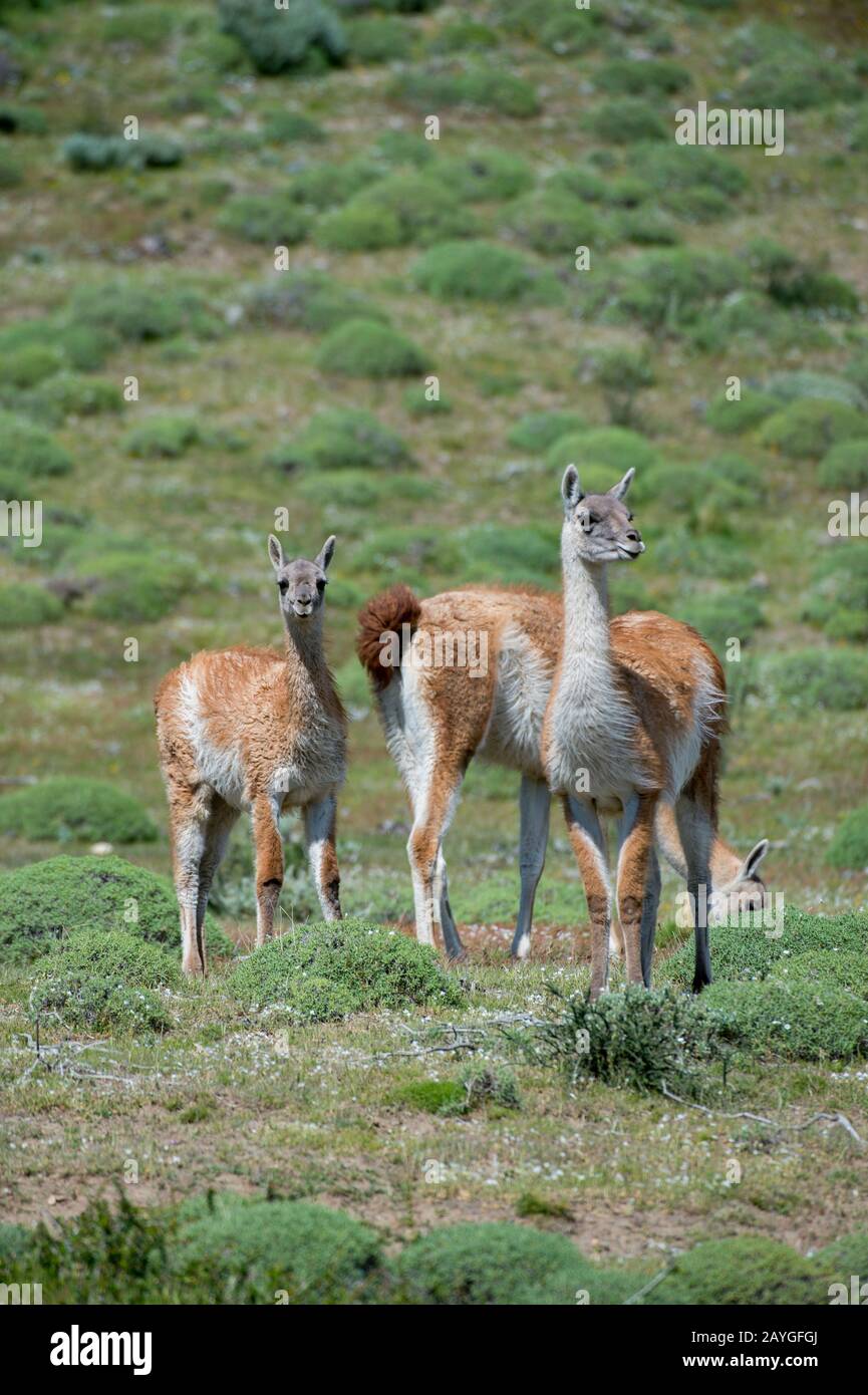 Guanacos (Lama guanicoe) in Torres del Paine National Park in Patagonia ...