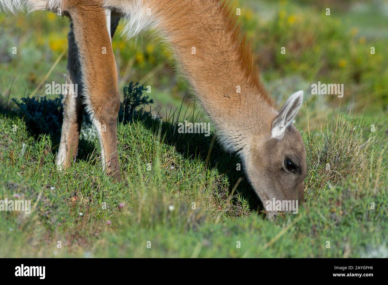 Guanaco (Lama guanicoe) grazing in Torres del Paine National Park in ...