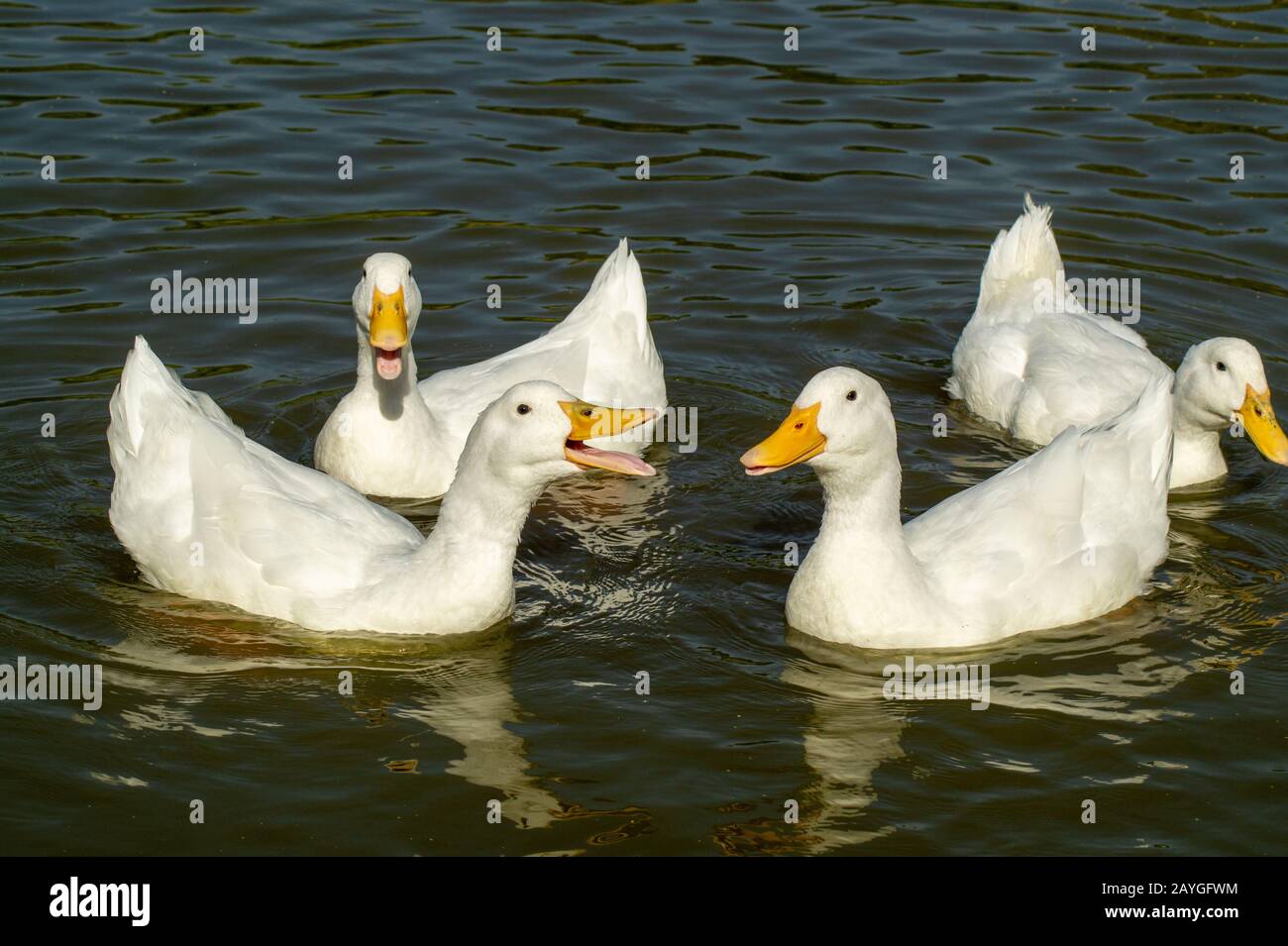 Large White Aylesbury Pekin Peking Duck Goose Low-level water view with ...