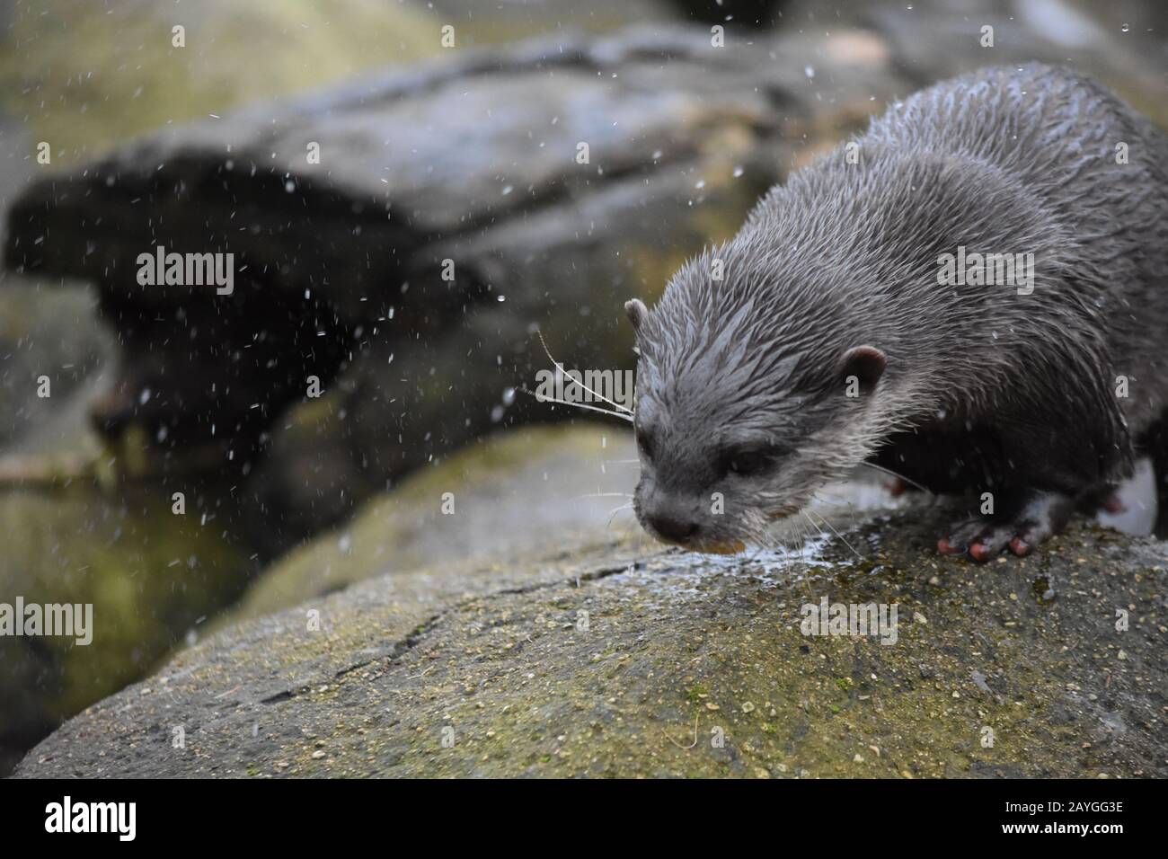 Jumping otter hi-res stock photography and images - Alamy