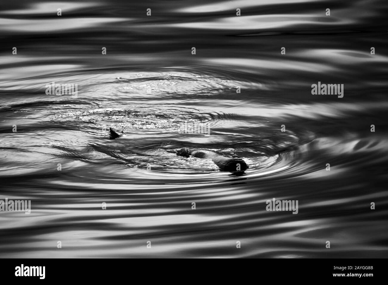 Calm calm sea smooth surface Black and White Stock Photos & Images - Alamy