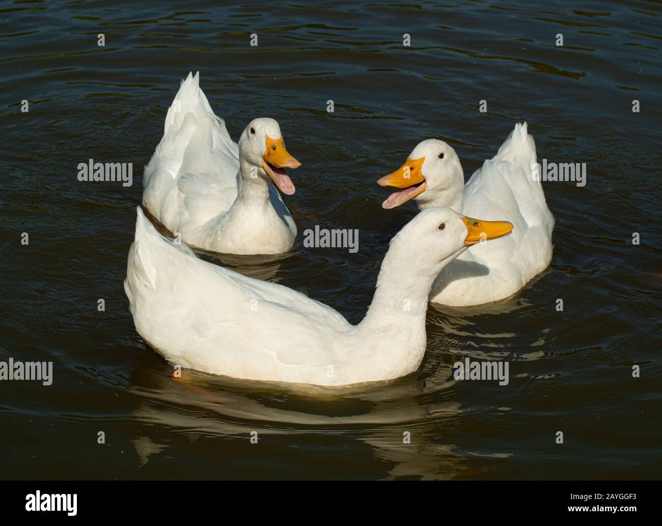 Large White Aylesbury Pekin Peking Duck Goose Low-level water view with ...