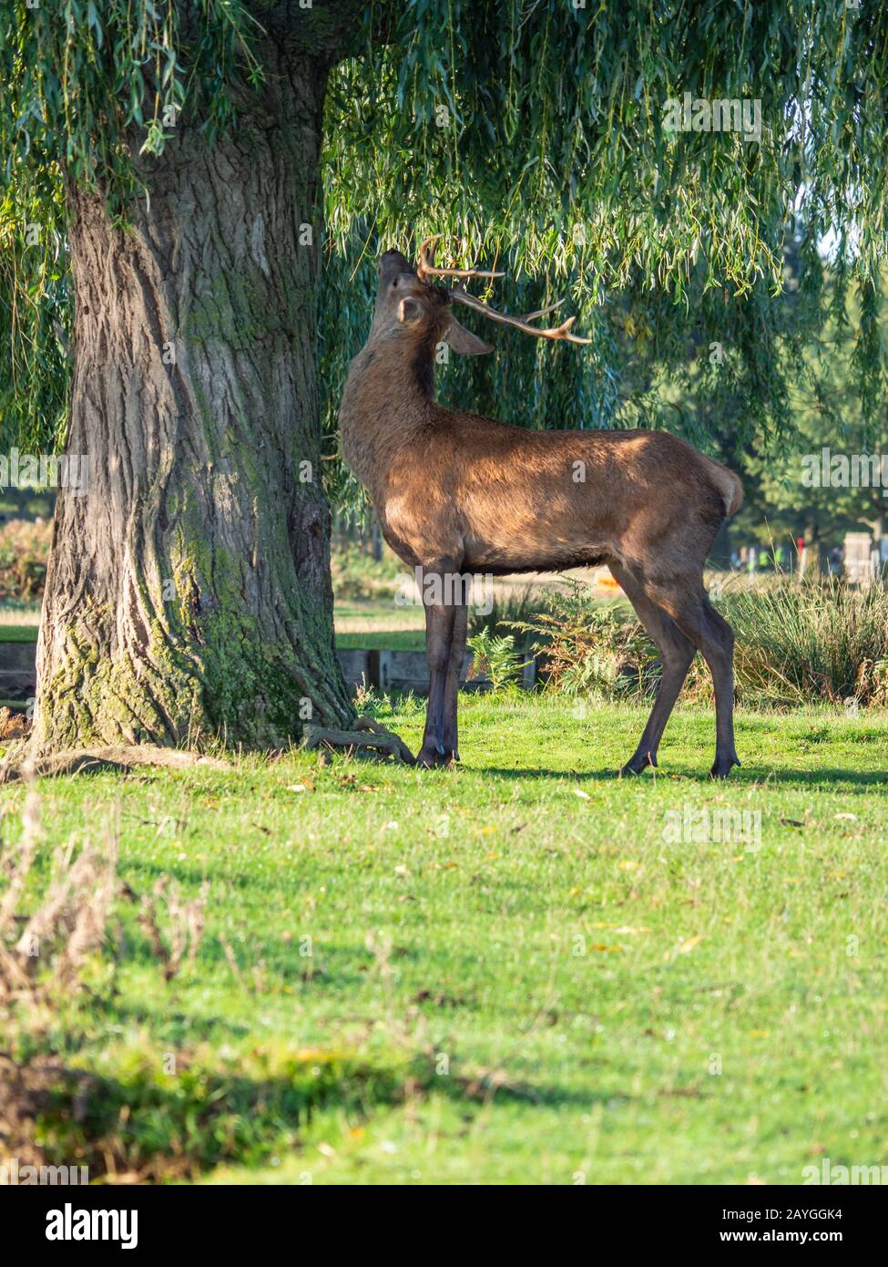 Red Deer Stag feeding during the Rut Stock Photo - Alamy