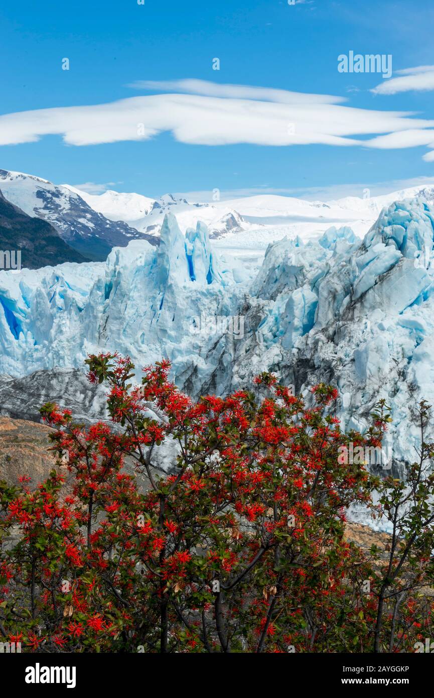 Chilean firetree hi-res stock photography and images - Alamy