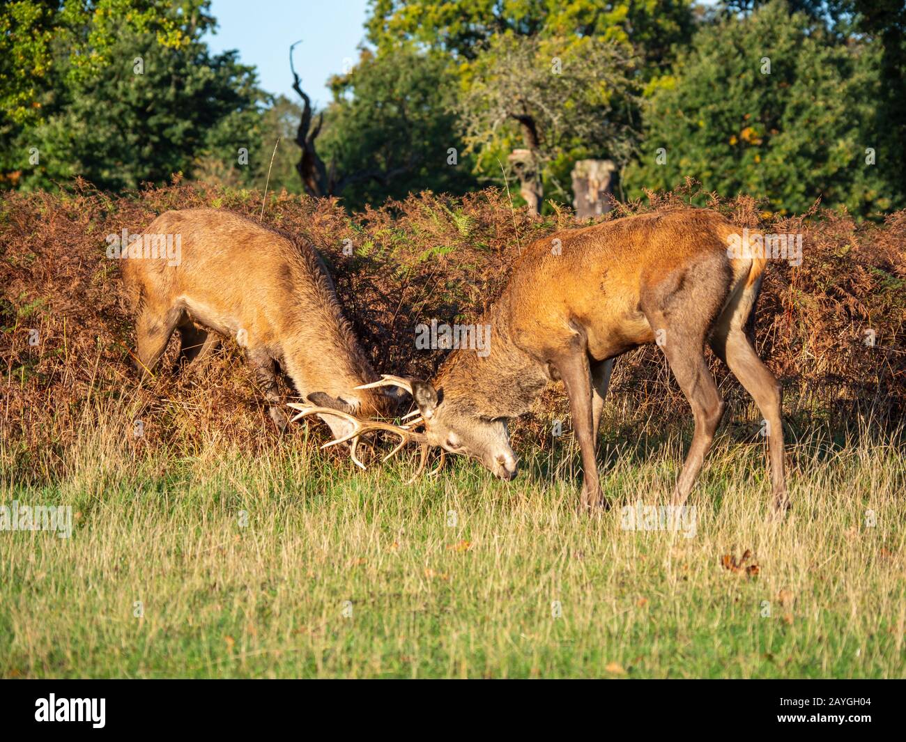 Red Deer Stags Fighting Stock Photo - Alamy