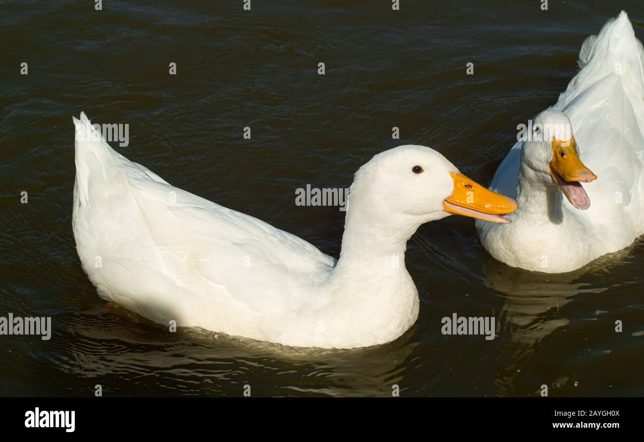 Large White Aylesbury Pekin Peking Duck Goose Low-level water view with ...