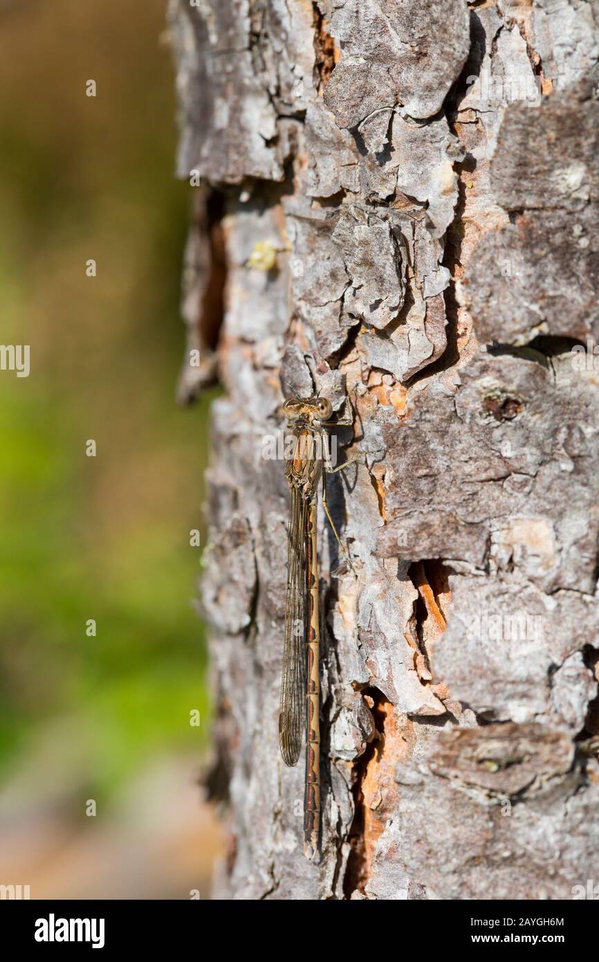 Siberian winter damselfly hi-res stock photography and images - Alamy