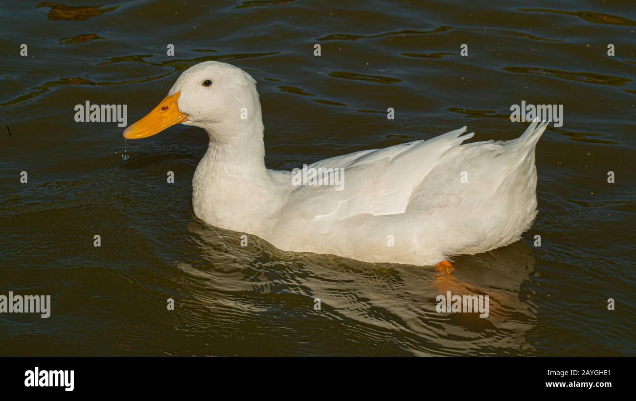 Large White Aylesbury Pekin Peking Duck Goose Low-level water view with ...