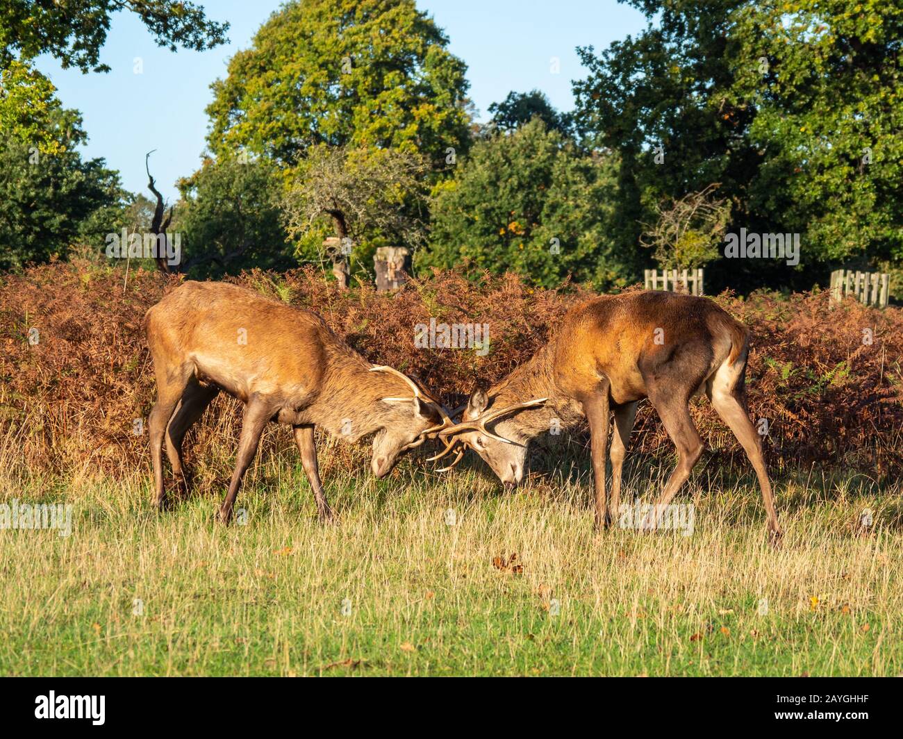 Red Deer Stags Fighting Stock Photo - Alamy