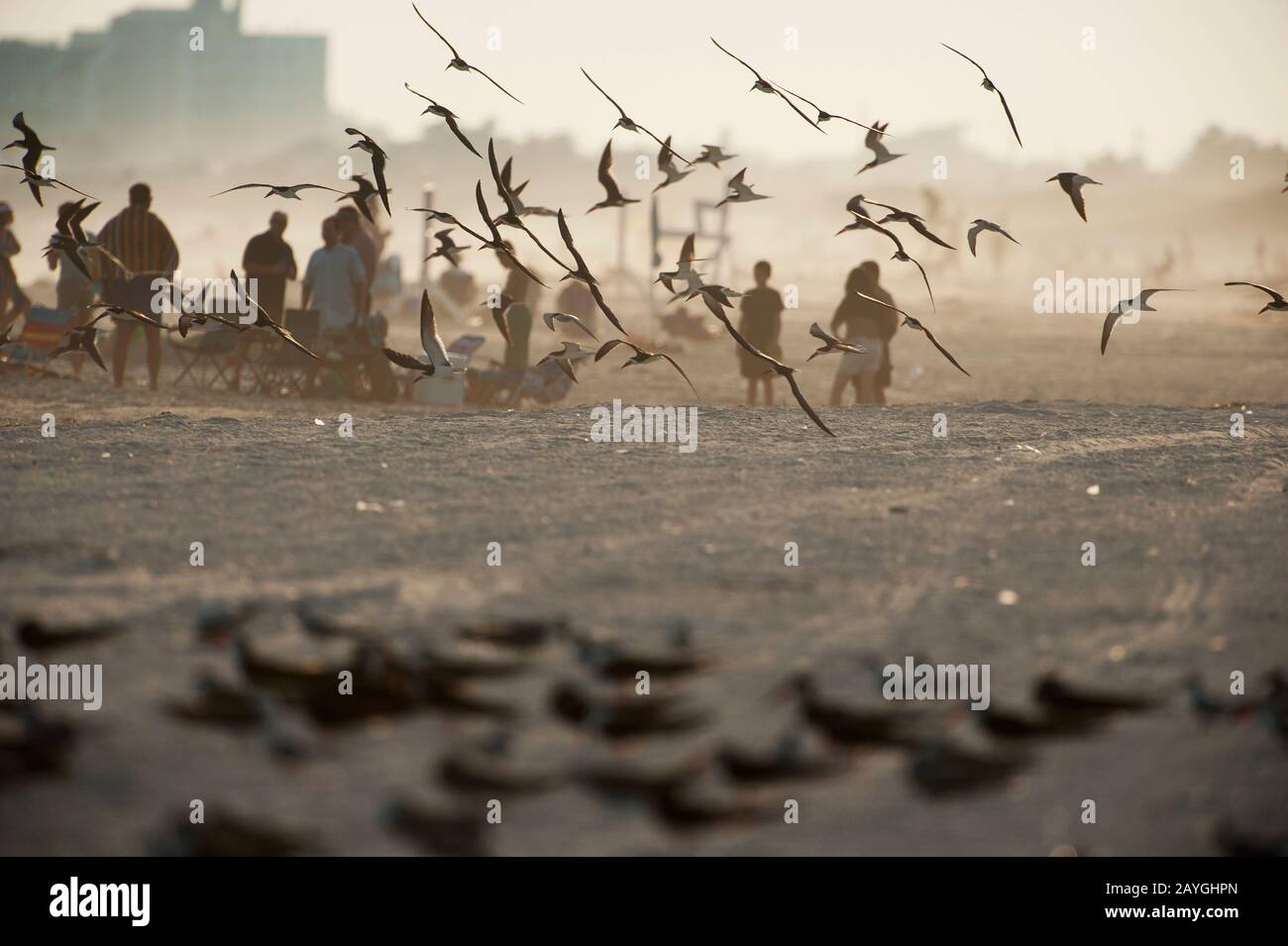 Black skimmers and beach goers coexist on this public beach Stock Photo ...