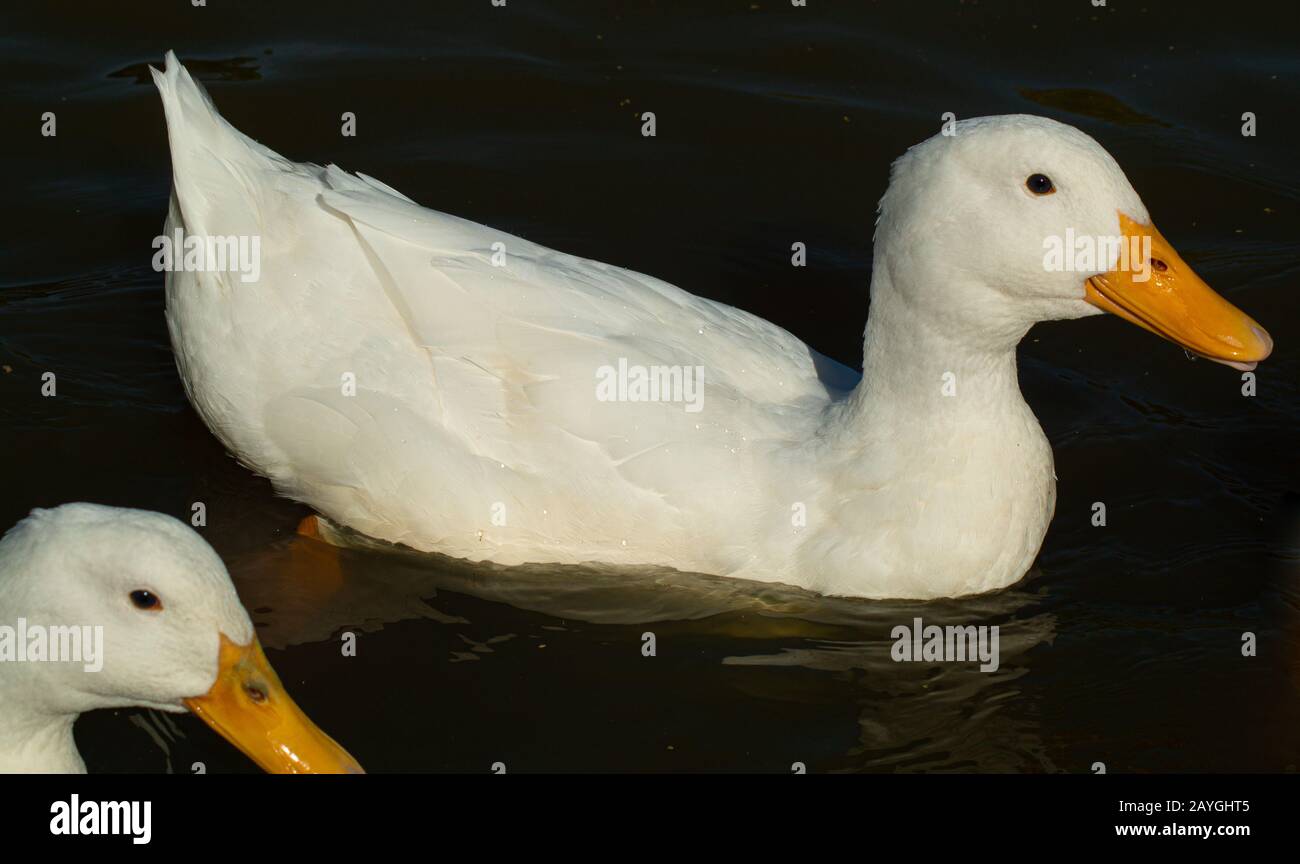 Large White Aylesbury Pekin Peking Duck Goose Low-level water view with ...