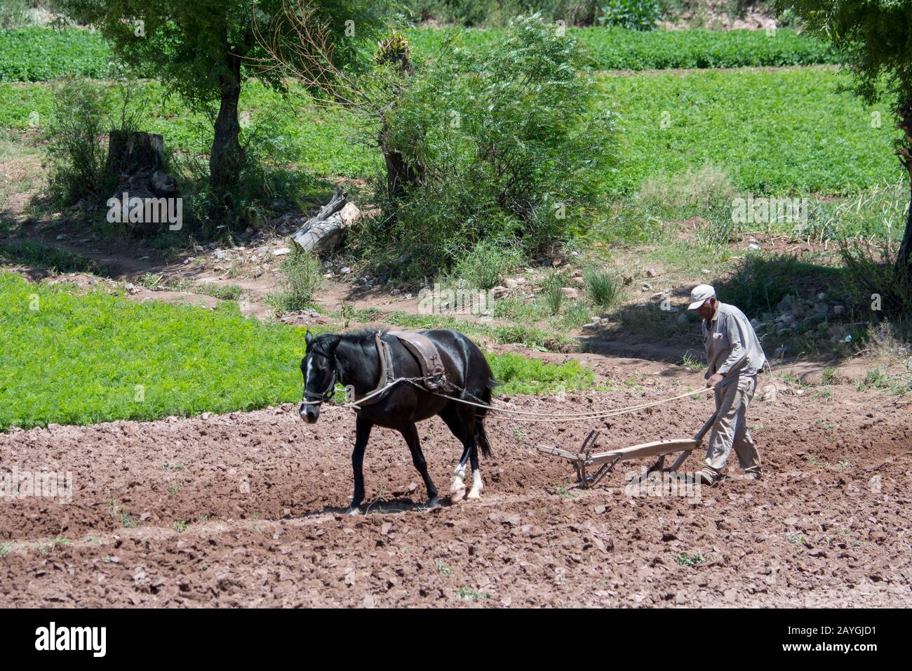 A farmer is plowing a field with a horse drawn plow near Tilcara in the ...