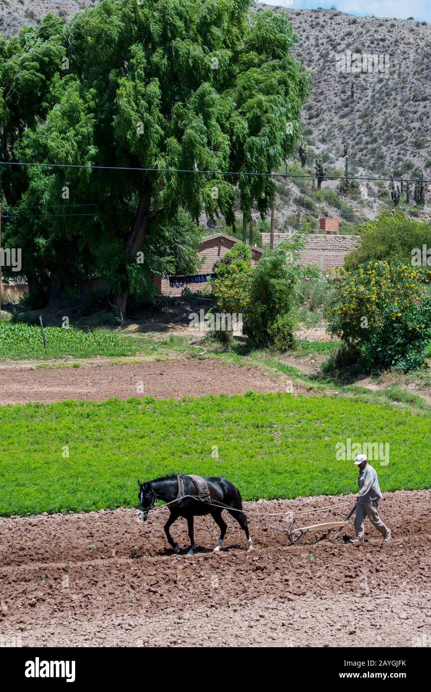 A farmer is plowing a field with a horse drawn plow near Tilcara in the ...