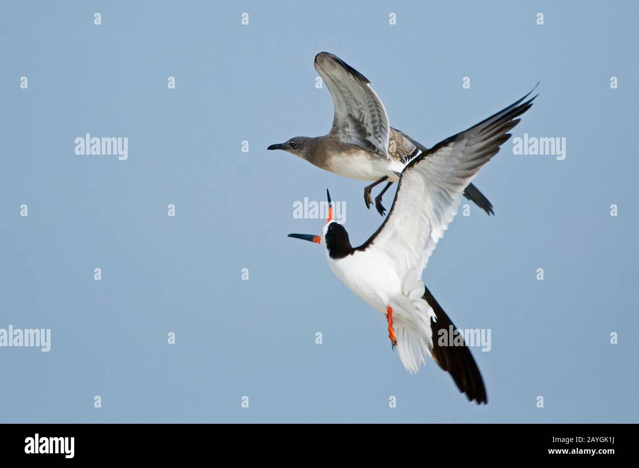 Protecting nesting grounds hi-res stock photography and images - Alamy