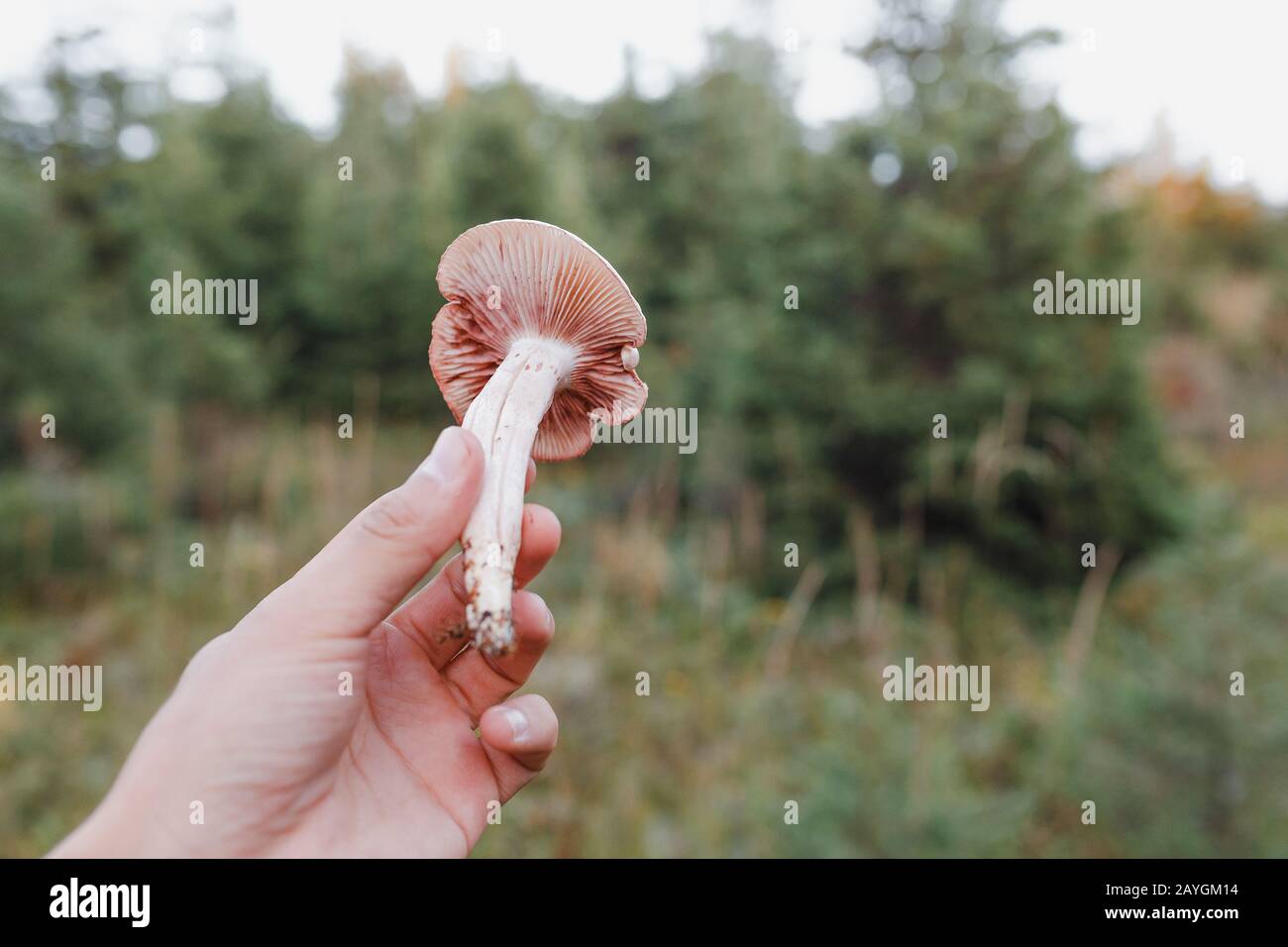 mushroom in hand in wild forest Stock Photo - Alamy
