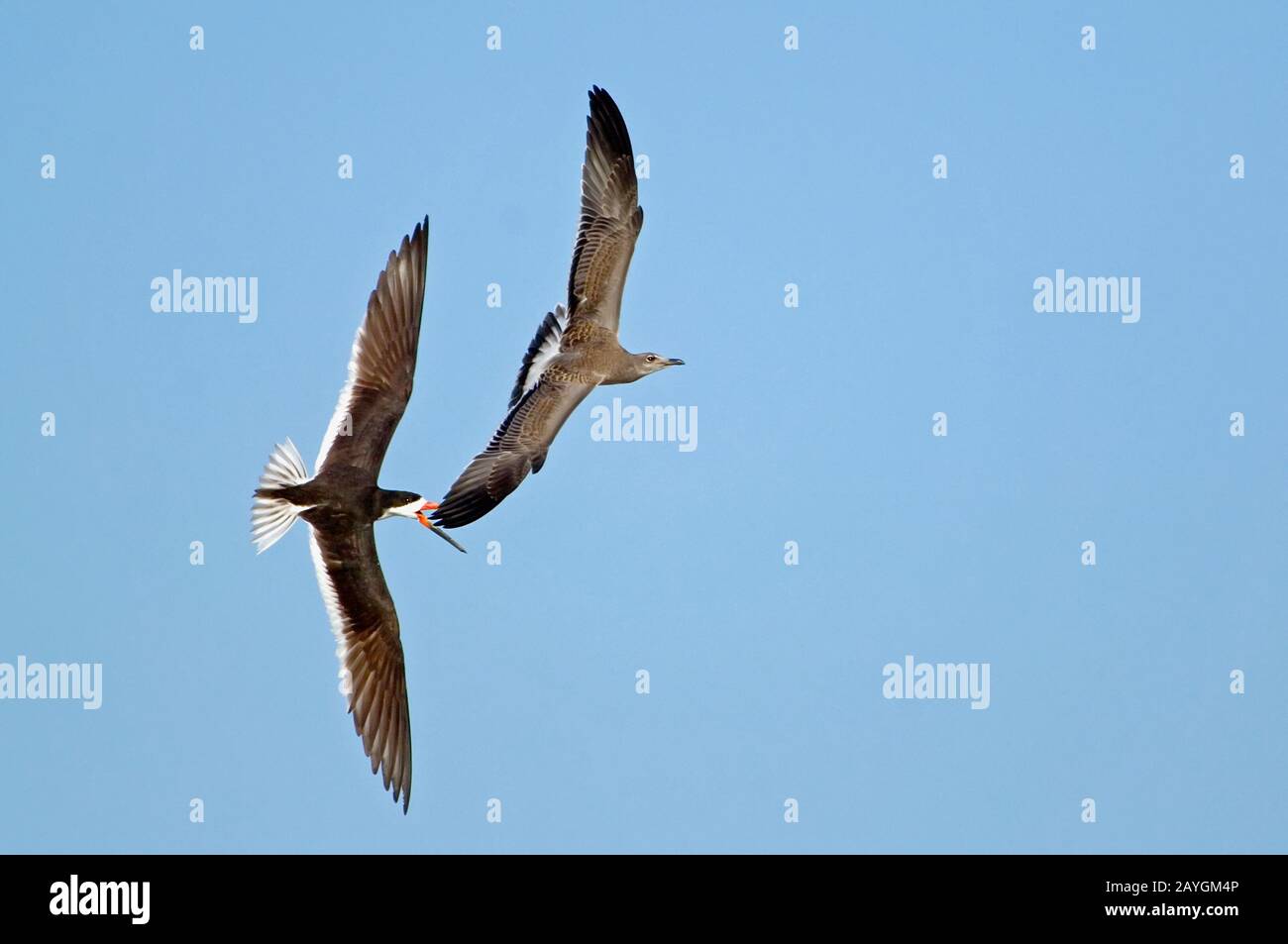 Black skimmer driving off predatory gull from skimmer nesting territory ...