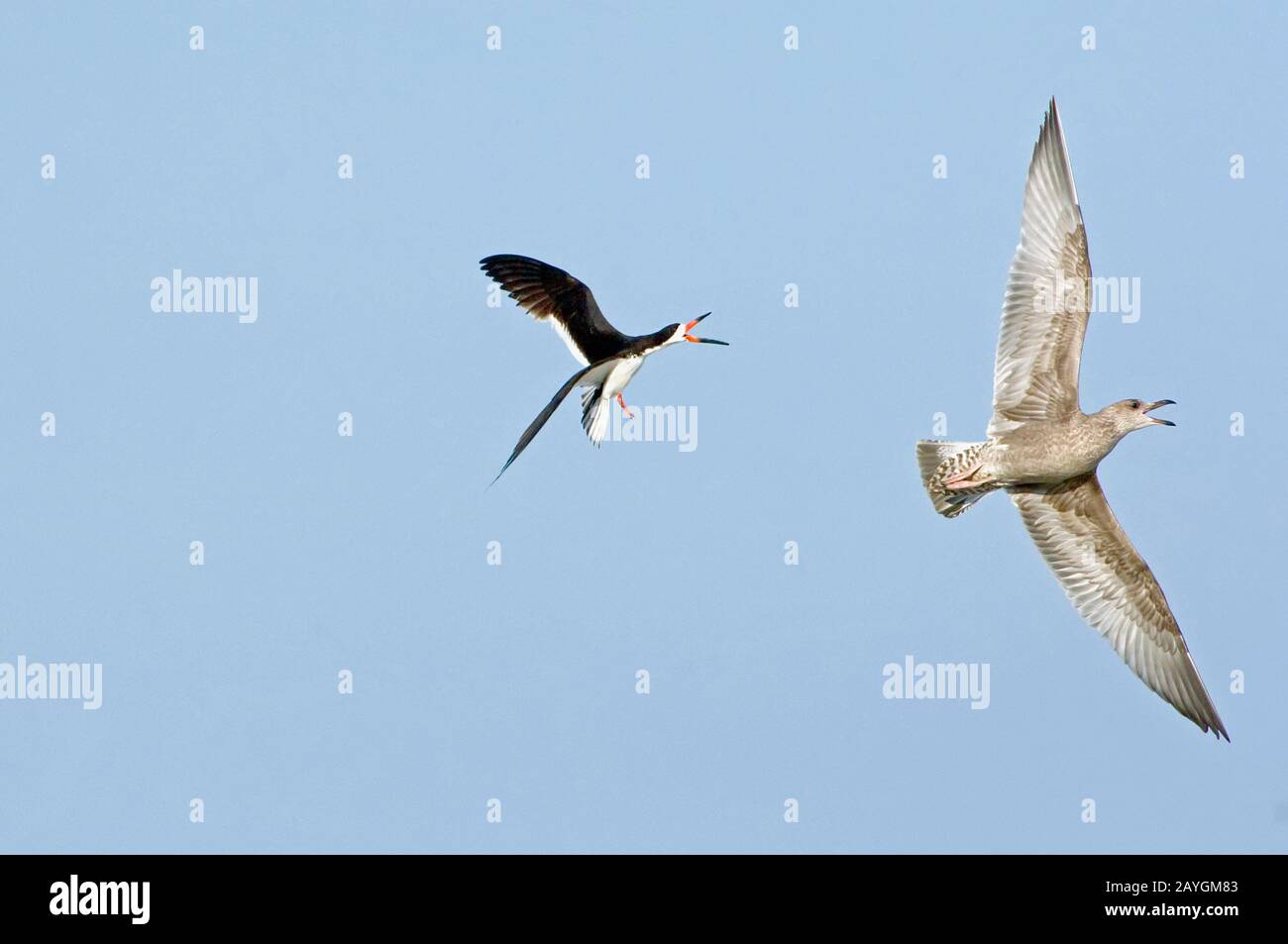 Black skimmer driving off predatory gull from skimmer nesting territory ...
