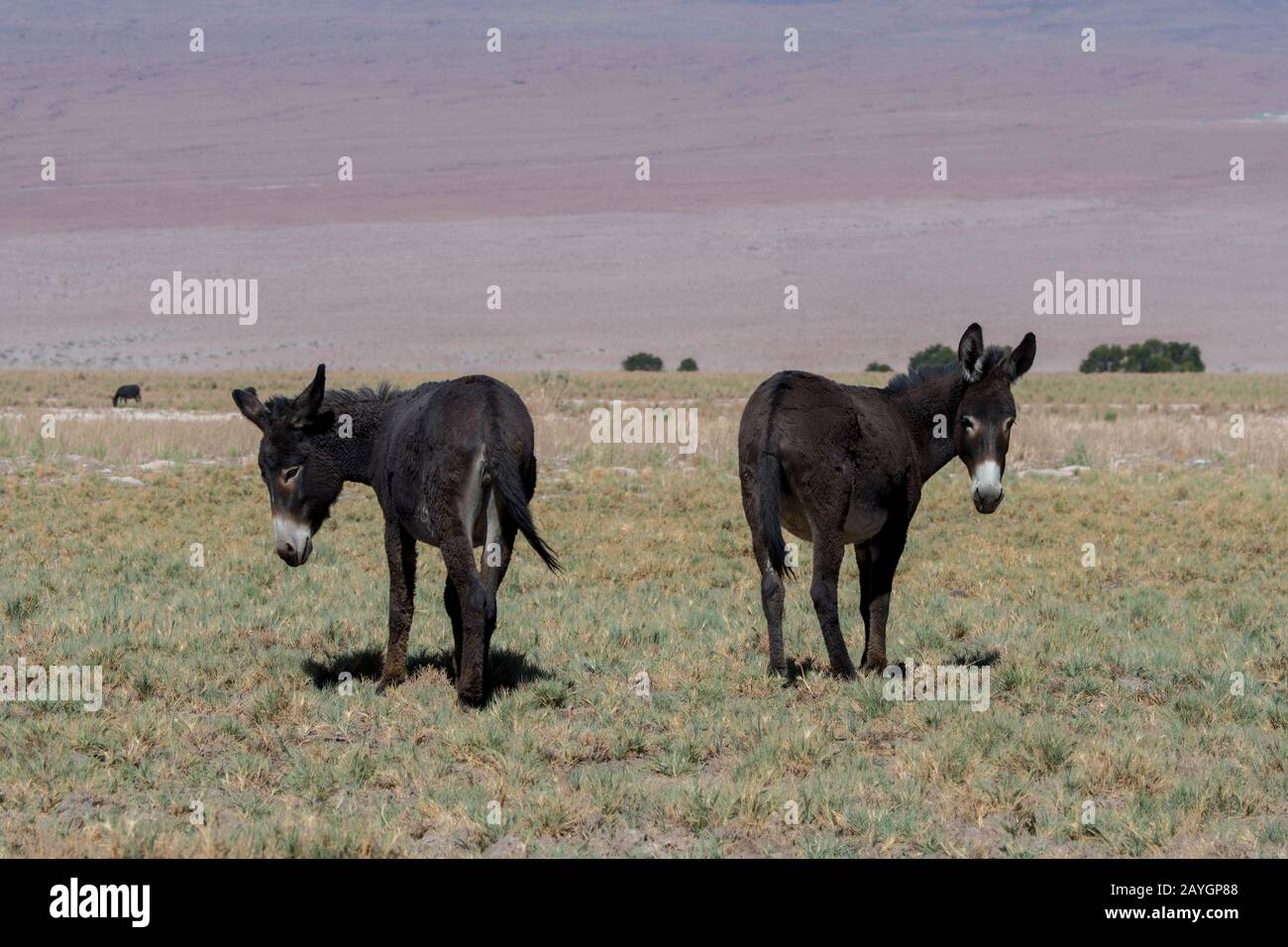 Wild donkeys along the Ruta 23 CH desert highway Toconao to San Pedro ...