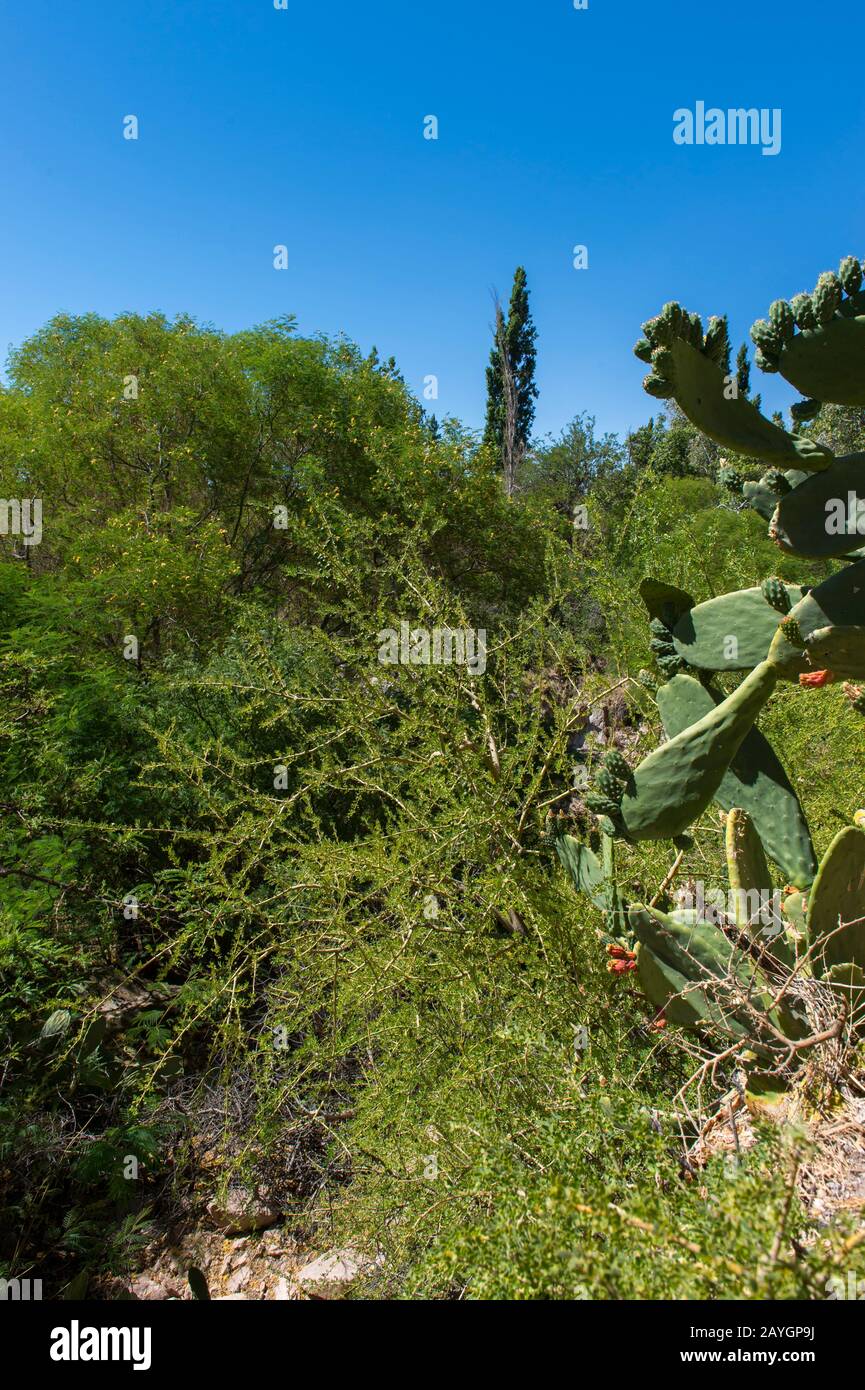 Because of an ancient irrigation system green bushes and trees are able ...