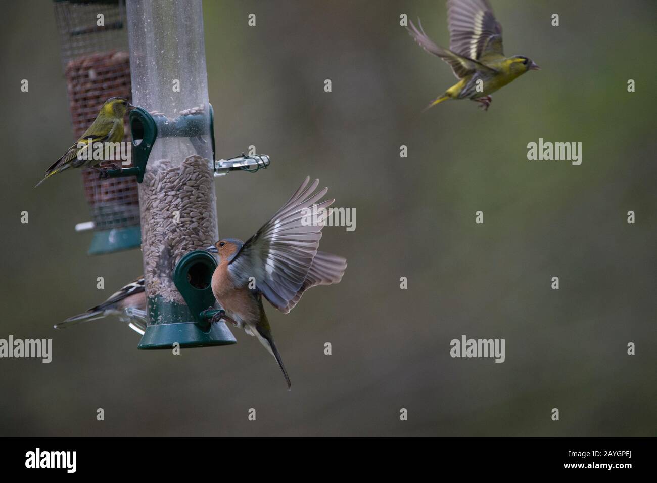Mixed bird flock at feeders, Dumfries, SW Scotland Stock Photo - Alamy