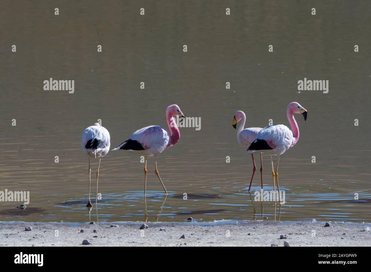 Andean Flamingos (Phoenicopterus andinus) feeding in Laguna Machuca in ...