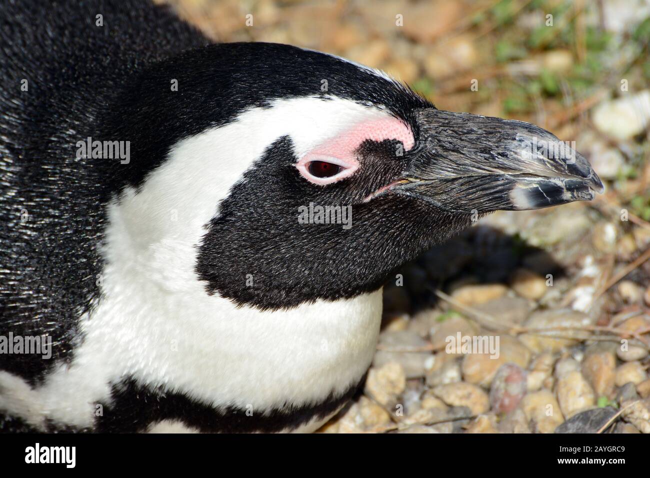 African penguin, Cape penguin, South African penguin, Brillenpinguin ...
