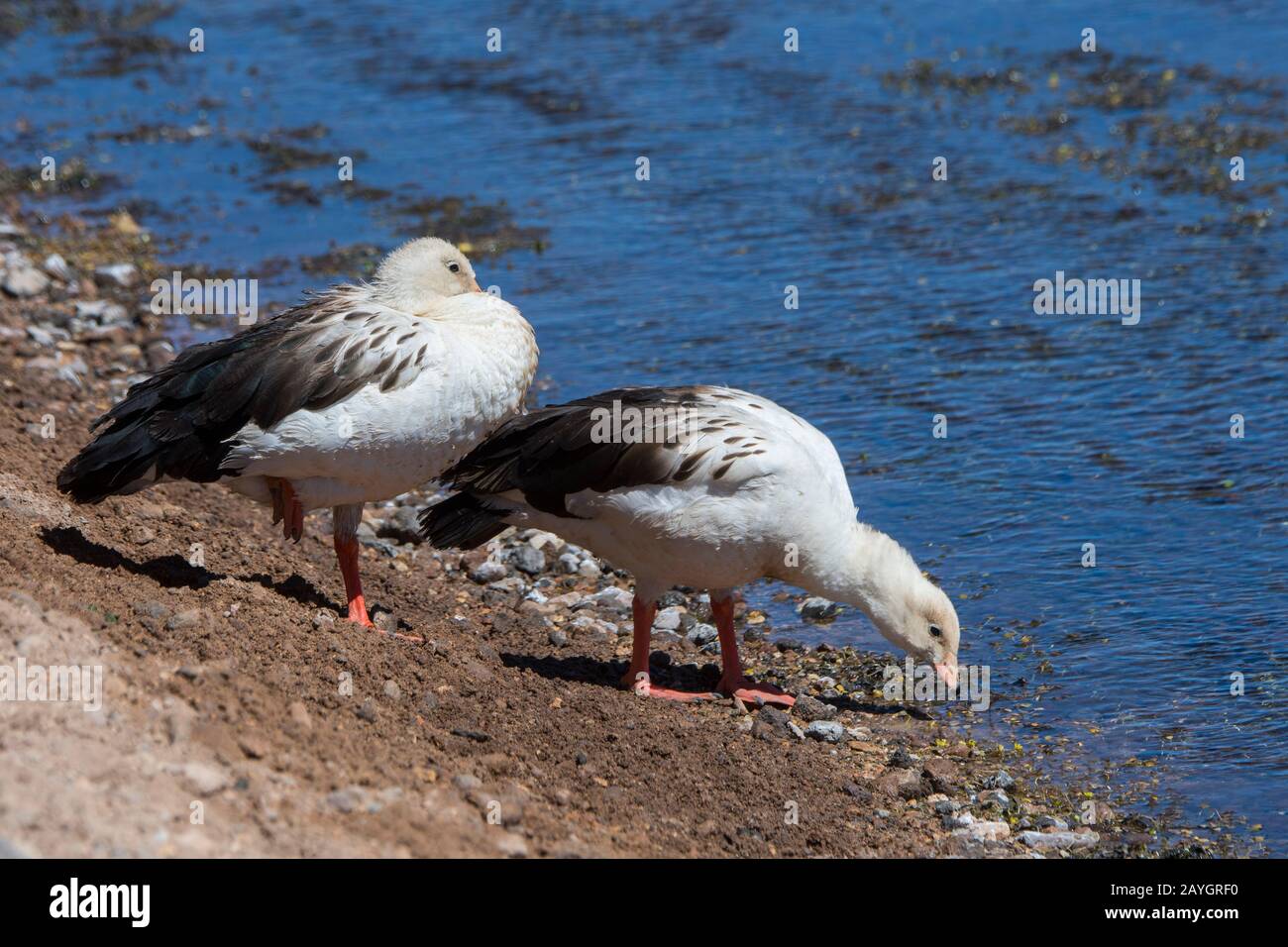 Andean geese (Chloephaga melanoptera) in the wetland of the Vado Rio ...