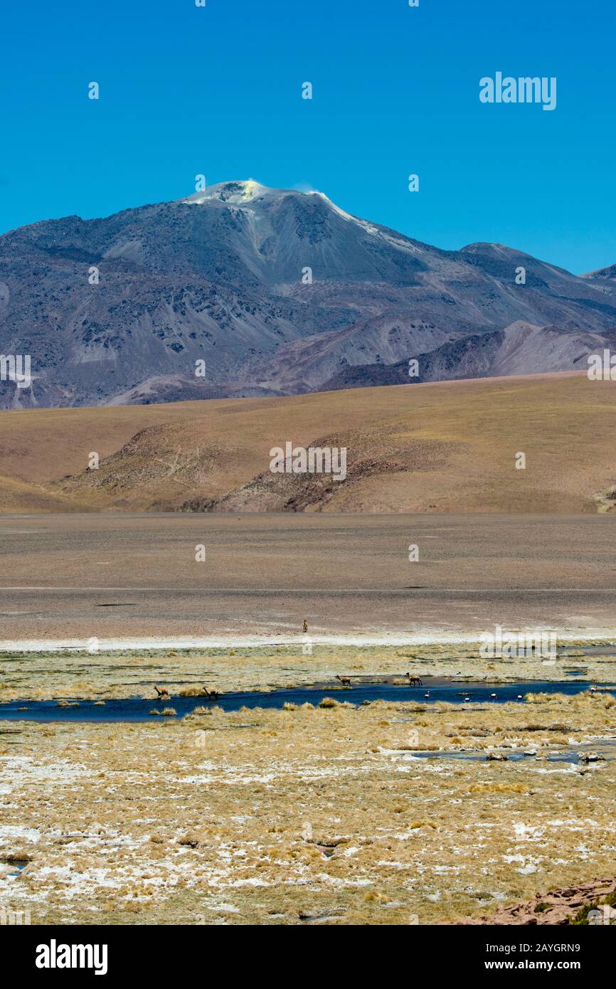 View of the Vado Rio Putana wetland and the Tocorpuri volcano with Vicu ...