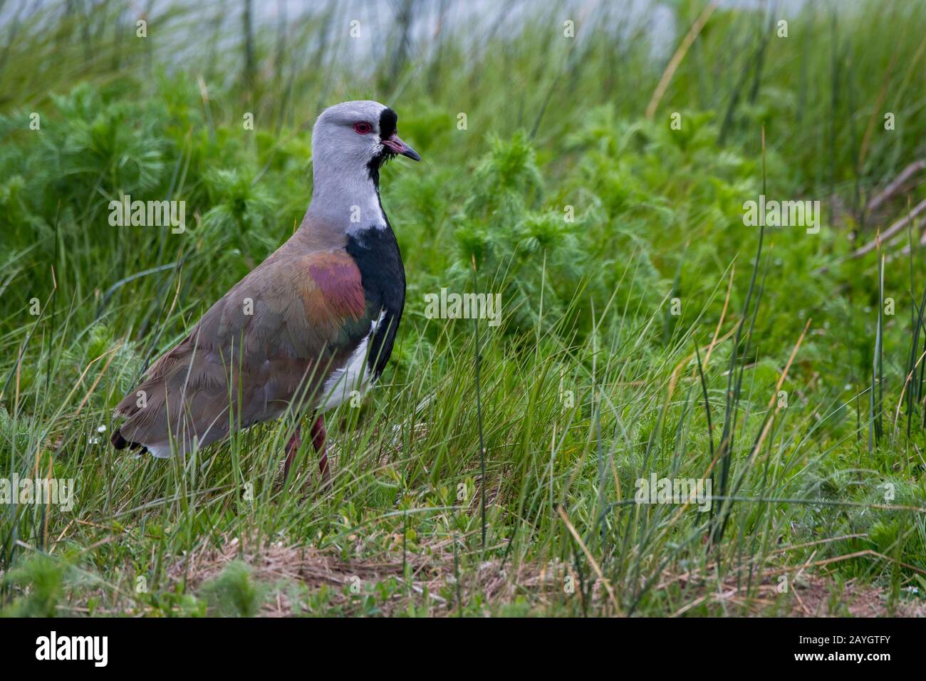 A southern lapwing (Vanellus chilensis) at the Laguna Nimez Bird ...