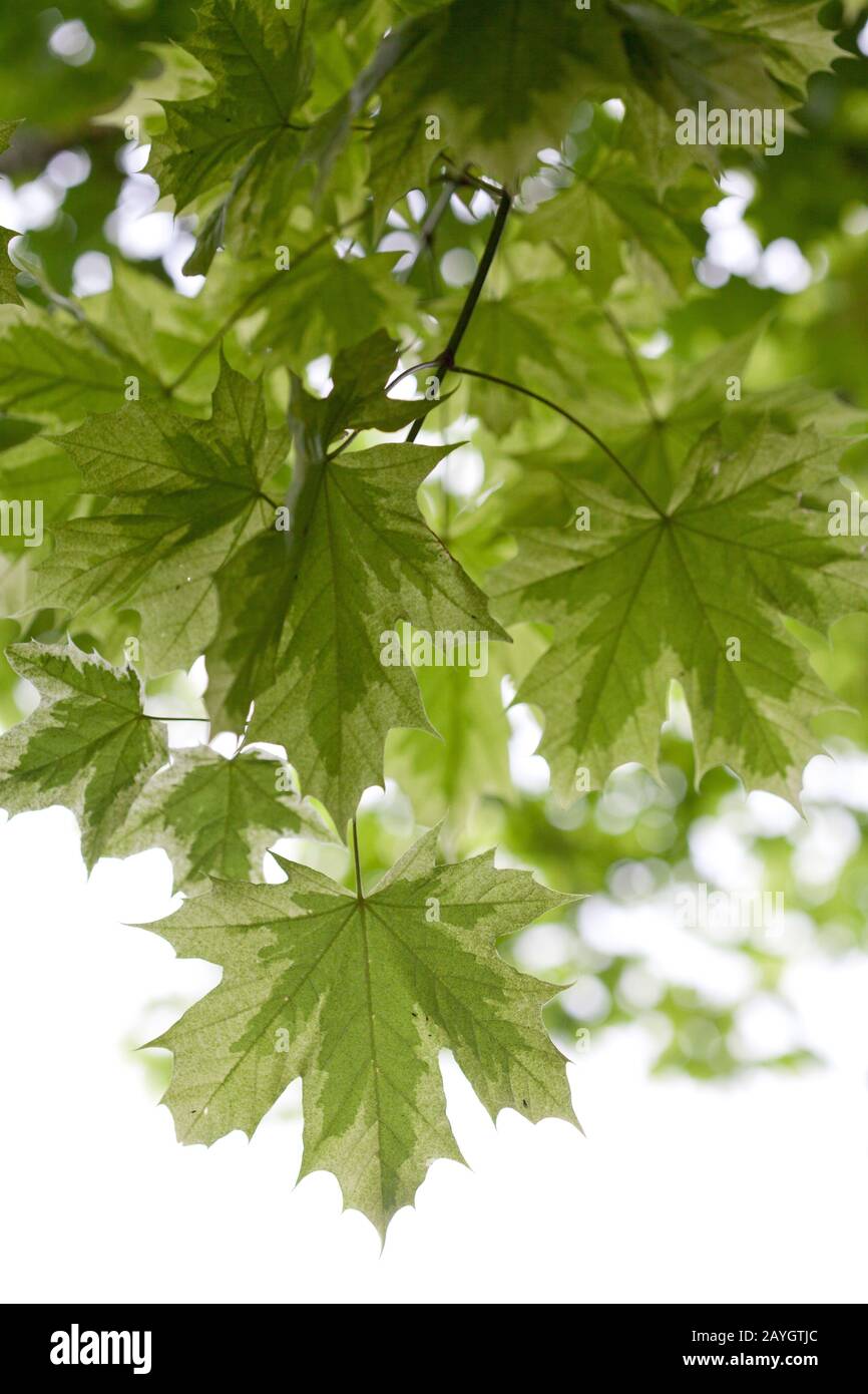 variegated maple leaves backlit against white background Stock Photo ...