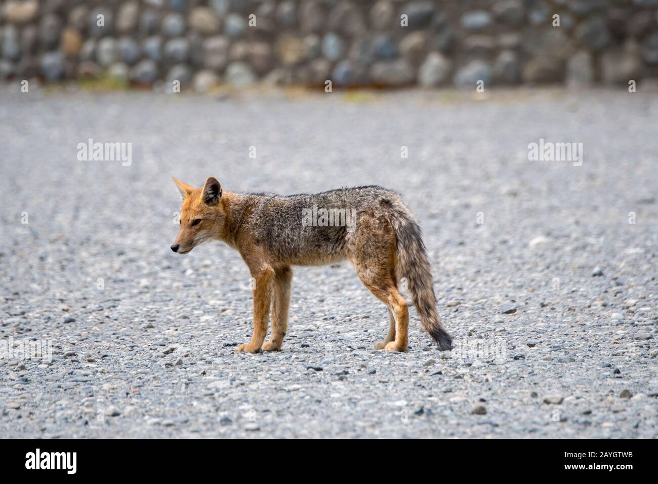 The culpeo (Lycalopex culpaeus), sometimes known as the zorro culpeo or ...