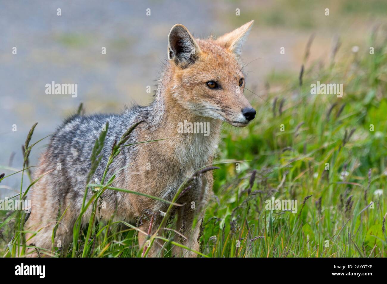 Andean fox hi-res stock photography and images - Alamy