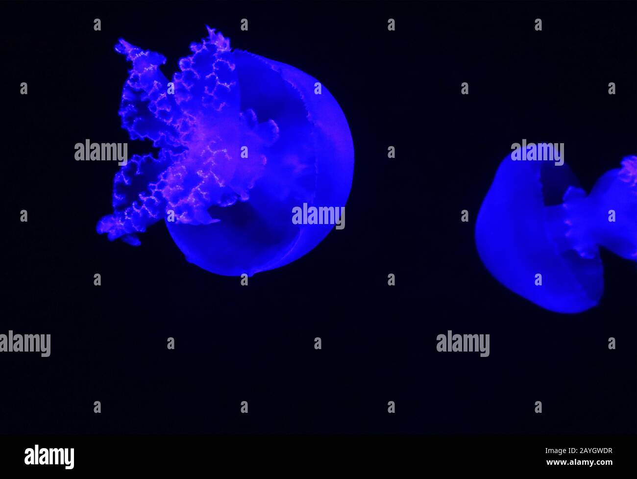 Cannonball swimming hi-res stock photography and images - Alamy
