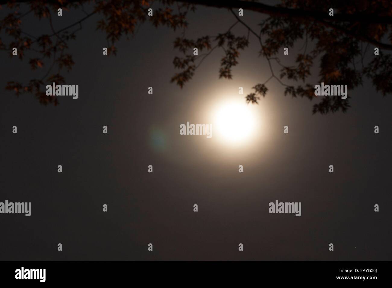 Tree Leaves Backlit by Moonlight Stock Photo - Alamy