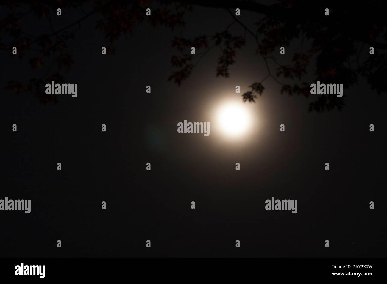 Tree Leaves Backlit by Moonlight Stock Photo - Alamy
