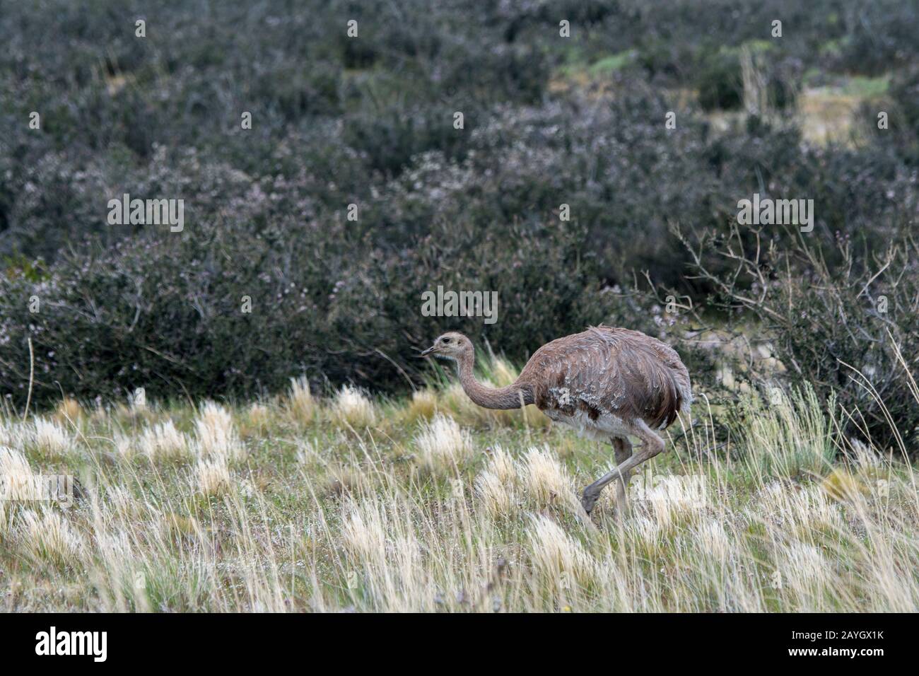 Lesser rhea hi-res stock photography and images - Alamy