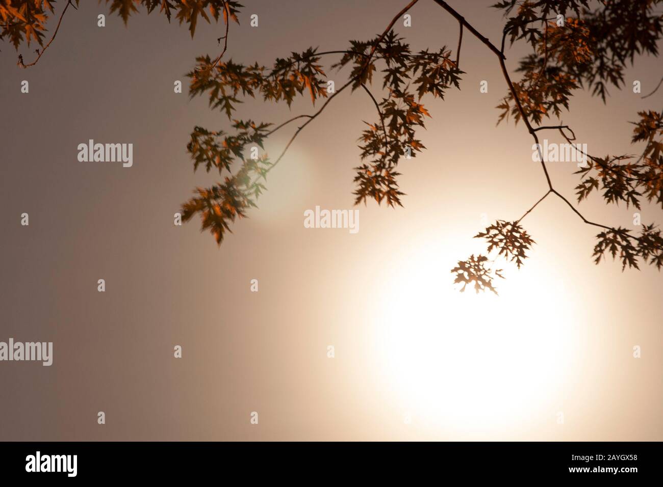Tree Leaves Backlit by Moonlight Stock Photo - Alamy