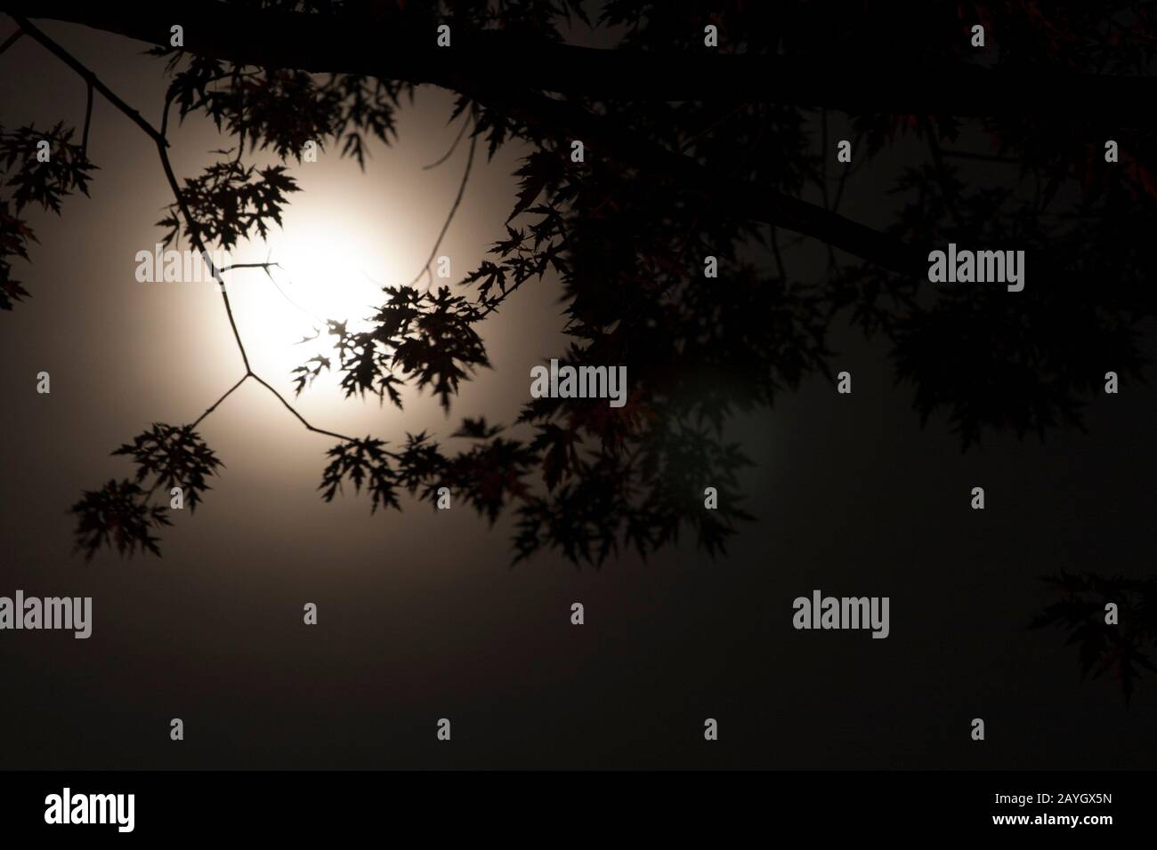 Tree Leaves Backlit by Moonlight Stock Photo - Alamy