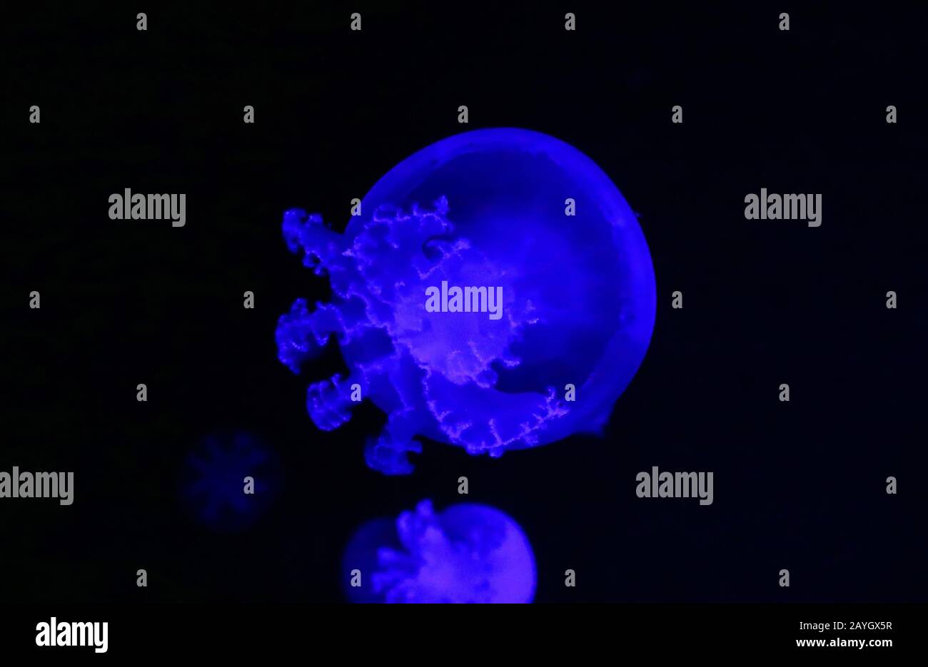 Stomolophus hi-res stock photography and images - Alamy