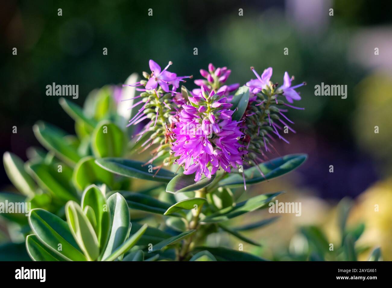 Dwarf hebe hi-res stock photography and images - Alamy