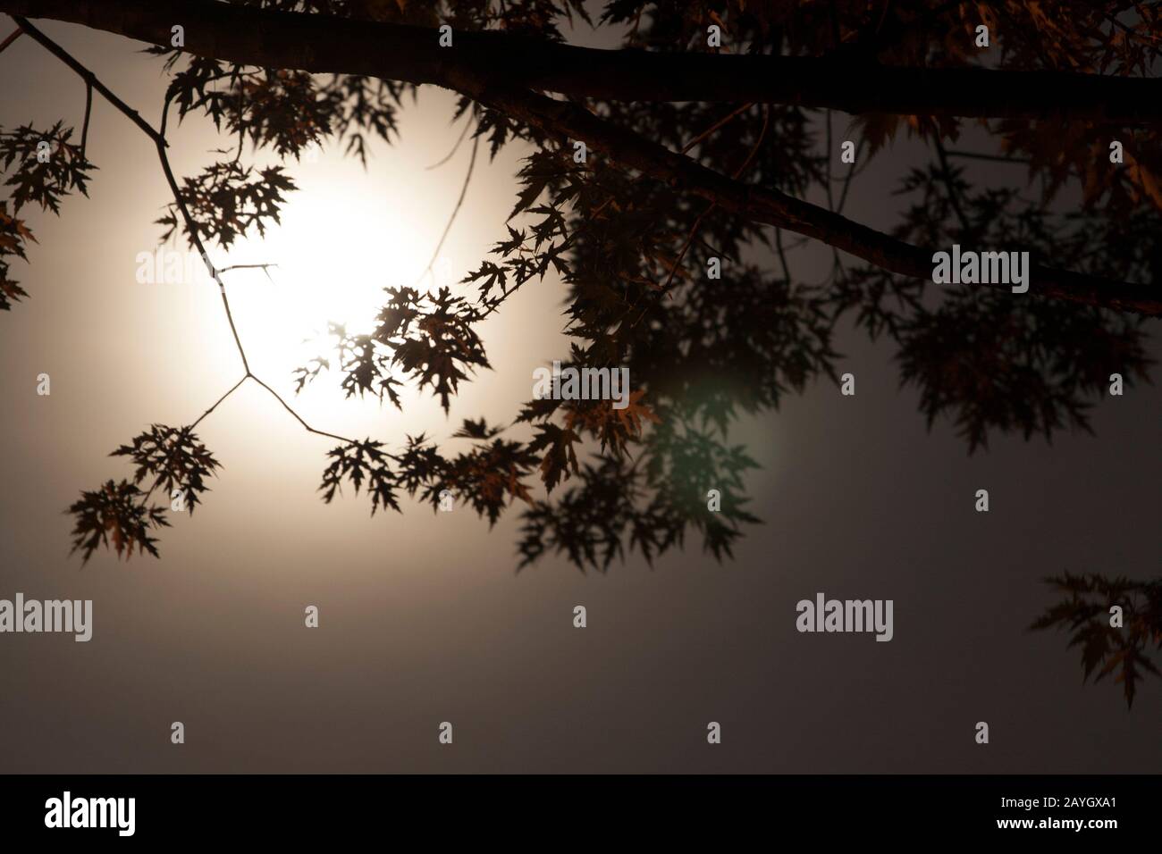 Tree Leaves Backlit by Moonlight Stock Photo - Alamy