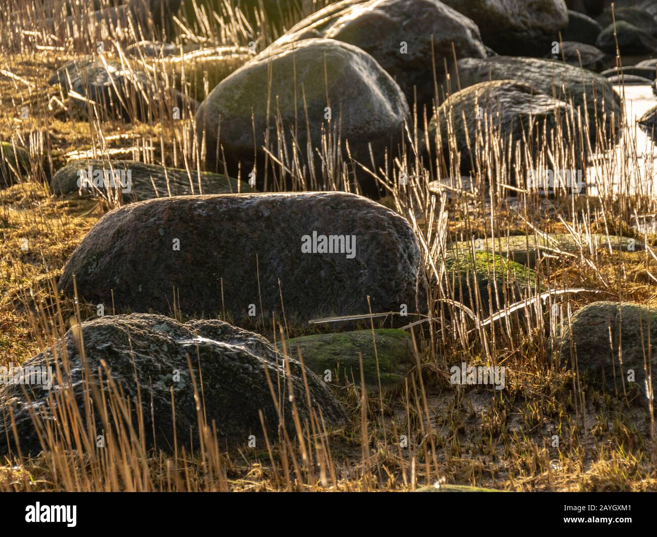 sea and wind made abstract formations of frozen dry reeds, icy rocks on ...